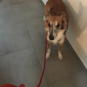 Rope Leash finnich Burnt Orange Cotton Rope Dog - Etsy