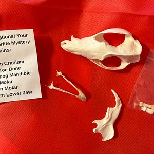 Sylvilagus Floridanus / Rabbit Atlas Vertebrate Butterfly Bone - Etsy