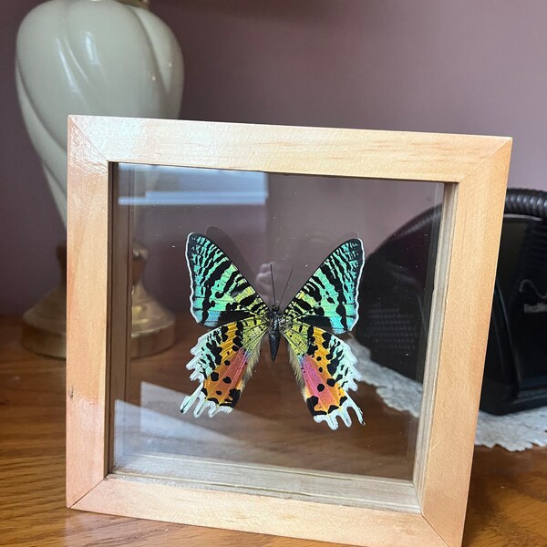 Real Framed Butterfly - Etsy