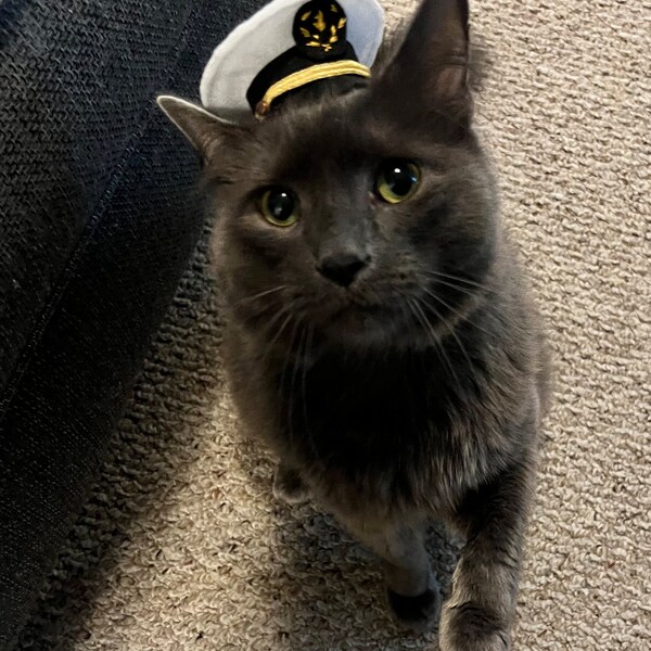 Marine Captain Mini Hat - Cat Captain Hat - Original Design - Pet ...