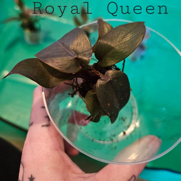 Philodendron Royal Queen Starter Plant (ALL STARTER PLANTS Require You ...