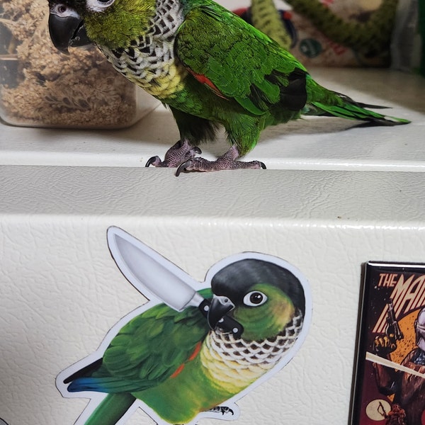 Conure Stickers / Cute Conures / GCC Green Cheek / Green Cheek Conure ...