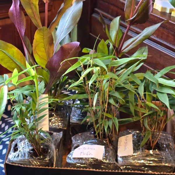 3 Musa ‘poquito’ Banana Tree/ Banana Tree in 4 Inch Cups (one Plant per ...