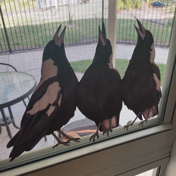 Warbling Magpies Decal, Australian Trio Magpies Sticker, Bird Lover ...