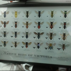 Native Bees of Queensland Poster third Edition - Etsy Australia