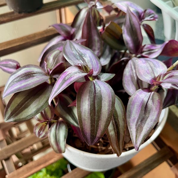 Epiphyllum Pumilum, Queen of the Night. (12 Cuttings) - Etsy