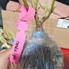 Rose 'mauritia' 远古大陆 1 Gal Live Plant Shrub Rose - Etsy