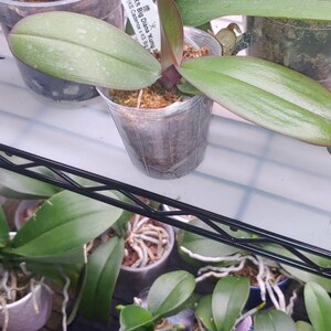 Phal. Tzu Chiang Chrisna Fragrant Smell Like Roses - Etsy