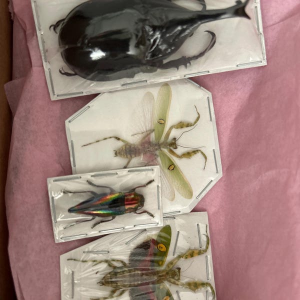 Assorted Bugs Insects Specimen Wholesale Mix Lot Bulk - Etsy