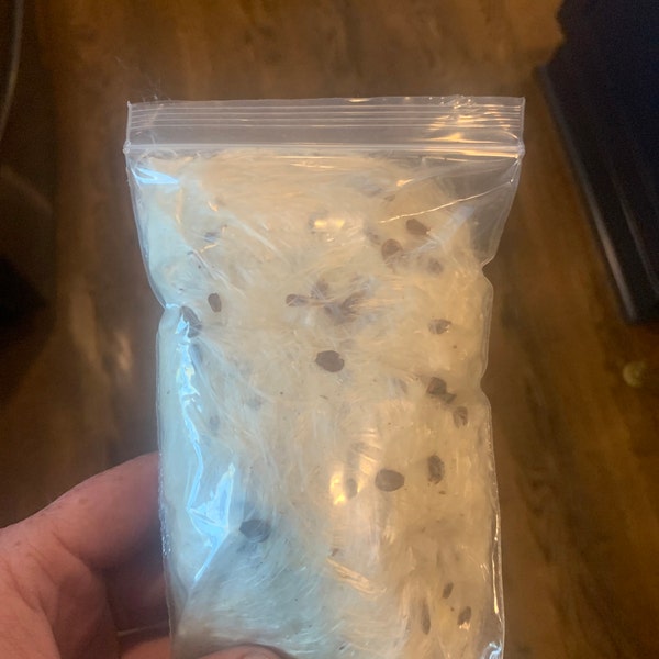 Milkweed Seed Clay Break Away Snails - 10 Sections. 10+ Seeds per ...
