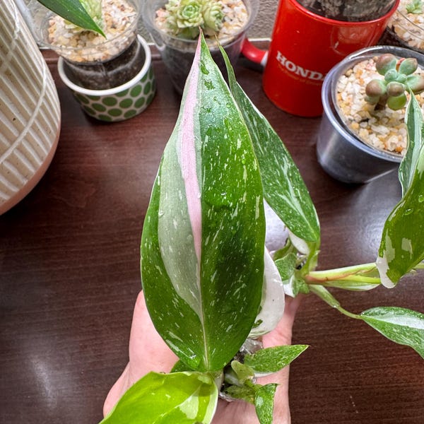 Philodendron White Princess #2 Starter Plant (ALL STARTER PLANTS ...