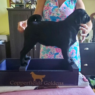 Dog Show Training Stack Box Toy Adult Size Stack Training 20 X 12 ...