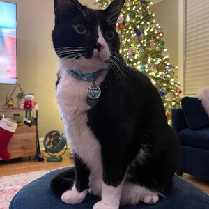 Star of David Pet ID Tag Petite Cat or Dog Tag 3/4 - Etsy