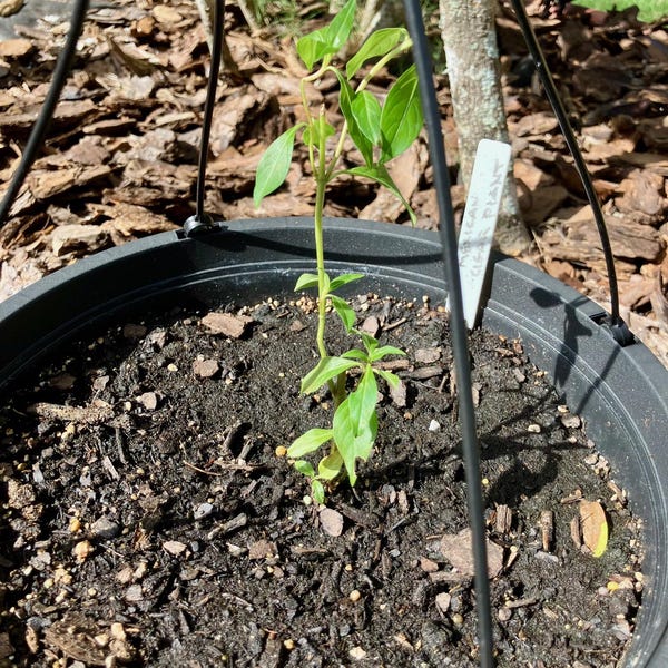 Live Eucalyptus Tree / Seedling Plugs – Fresh Aroma Perfect for Home ...