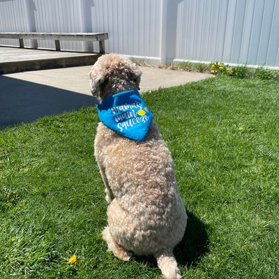 Ball-less & Flawless Dog Bandana, Funny Dog Bandana, Neuter Bandana ...