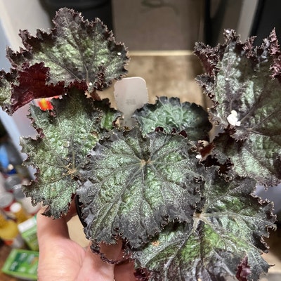 Rex Begonia 'ruby Slippers' BFF Exclusive - Etsy