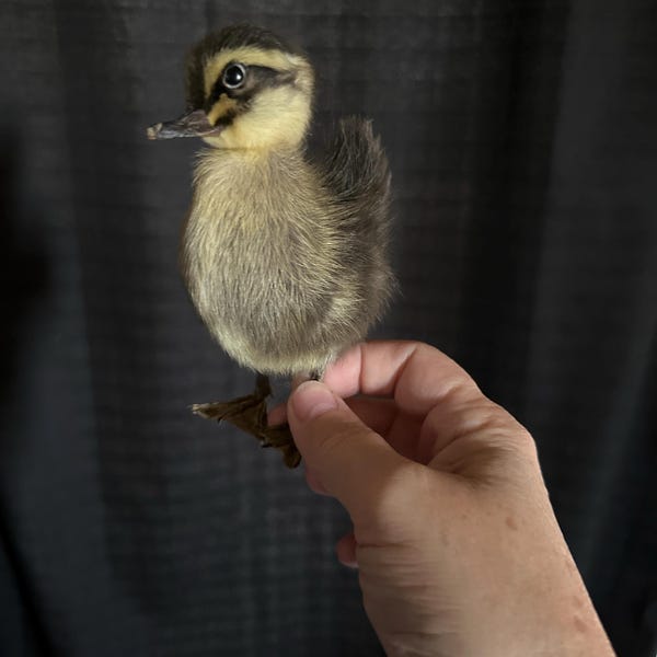 Real Little Yellow Duck Specimen Collectibles Study, Special Gifts Kids ...