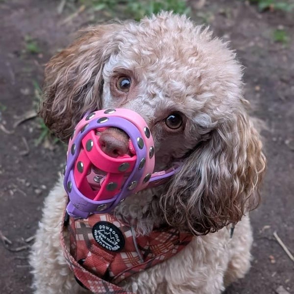 Custom Made to Measure Colourful Biothane Dog Muzzle - Ultra Adjustable ...