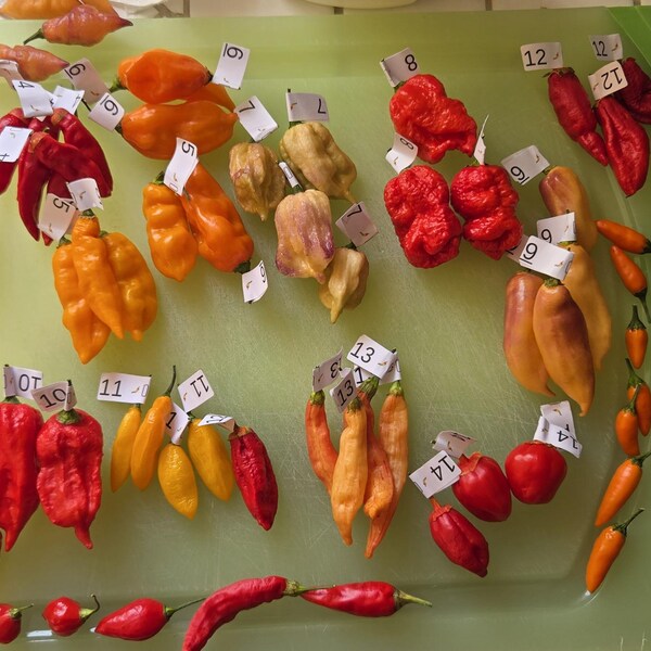 Purple Wild Brazil Cross F2 Seeds - Hot Pepper (15+ Seeds) - Etsy