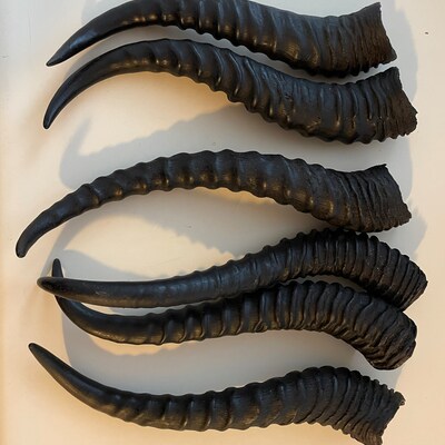 Real Springbok Horns Large Horns From Springbok Skull - Etsy