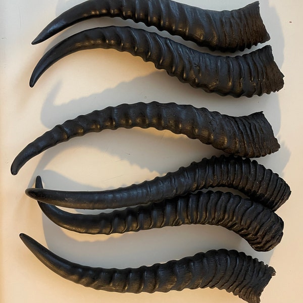 Real Springbok Horns - Large Horns From Springbok Skull - Etsy