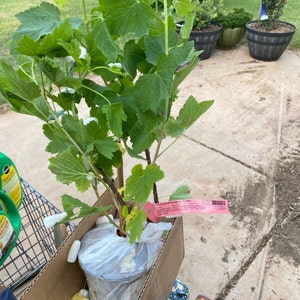 Champagne Pink Currant 1 Gallon Potted 2-3' Tall - Etsy