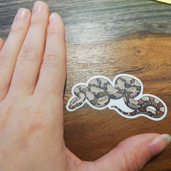 MULTIPLE TYPES Blood Python Sticker Borneo Sticker Magpie Ivory - Etsy