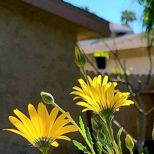 100 blushing Bride Silver Rose Strawflower Seeds - Etsy