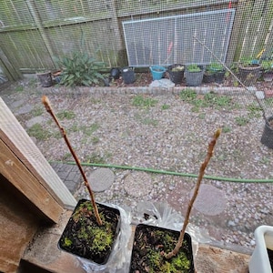 5 Red Maple Bare Root acer Rubrum - Etsy