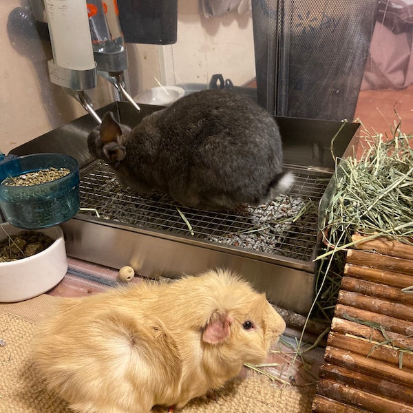 Stainless Steel Scatterless Litter Pan Box With Guard Small Pets Rabbit ...