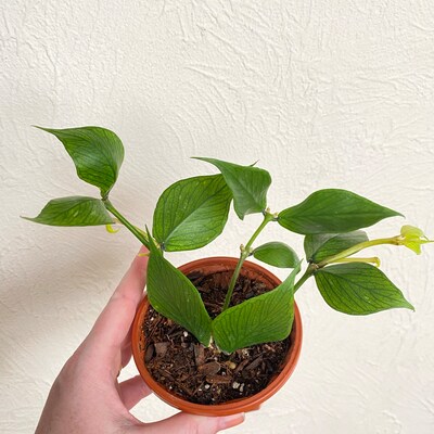 Hoya Kalimantan UT-158 in 4.5pots Rare Hoya Wax Plant Veined Attractive ...