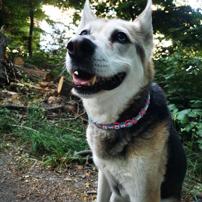 EM Ceramic Collar Made to Measure With Choice of Color - Etsy