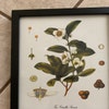 Tea Botanical Print, Tea Botanical Art Print, Tea Wall Art, Tea Decor ...