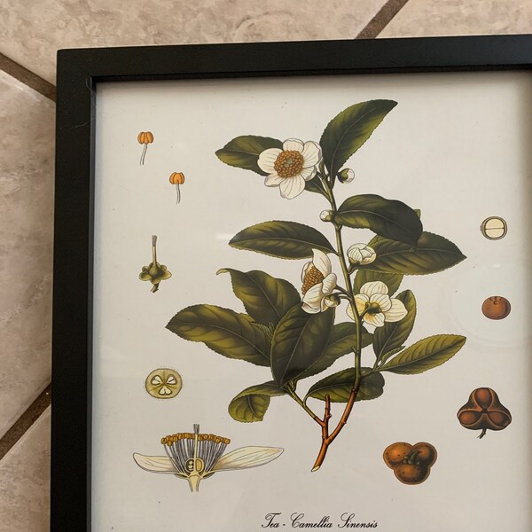 Tea Botanical Print, Tea Botanical Art Print, Tea Wall Art, Tea Decor ...