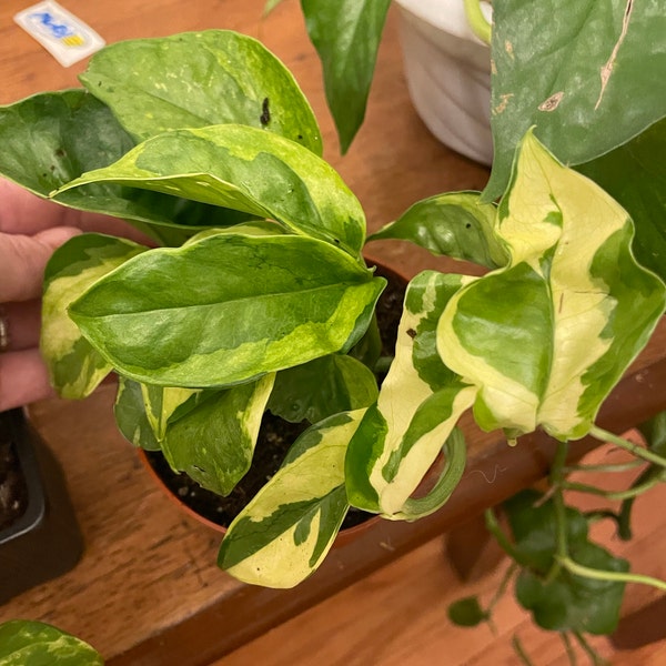 Pothos Lizard Queen - New Pothos Sport - Variegated Epipremnum - Live ...