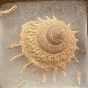 Astraea Calcar Shells Spurred Turban Shells 1/2 1 | Etsy