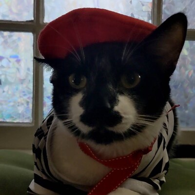 Complete French Cat Outfit Cat Beret Ascot and Striped Shirt - Etsy