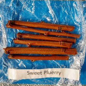 Emerald Pluot Plum X Apricot Hybrid 5 Scion/cuttings - Etsy