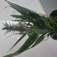 Mixed Alpine Plants Vibrant Garden Perennial Large Flowering Rockery ...