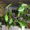 Hoya Pubicalyx Splash in 6"pot With Hoop - Etsy
