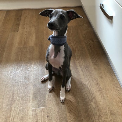 Slate Grey Blue Greyhound Collar, Sighthound Collar, Harris Tweed ...
