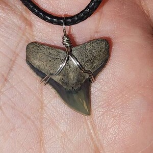 Shark Tooth Identification Guide, Instant Download, Fossil ID Card ...