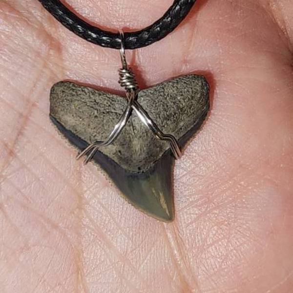 Shark Tooth Identification Guide, Instant Download, Fossil ID Card, Digital Download - Etsy