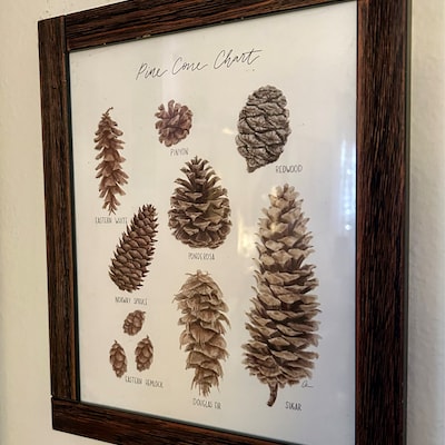 Pine Cone Chart Print Watercolor Pine Cones, Pine Cones, Nature Print ...
