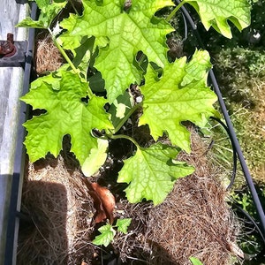 Loofah Seeds/25 Organically Grown Loofah Seeds/loofah/luffa/seed/garden ...