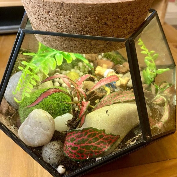 Terrarium Cork With Light - Various Sizes | Cork Lid Stopper Large Size ...