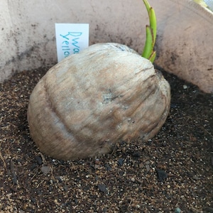 Extremely Rare Corypha Umbraculifera talipot Palm - Etsy