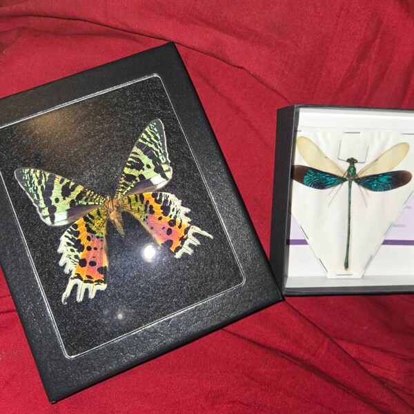 Euphaea Variegata, Teal and Violet Damselfly A, Mounted, Spread ...