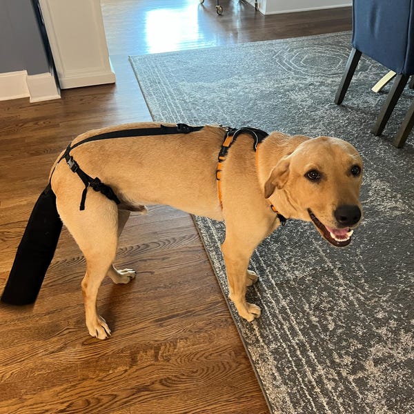 The ORIGINAL Happy Tail Guard. Vet-approved Tail Protection for Your ...