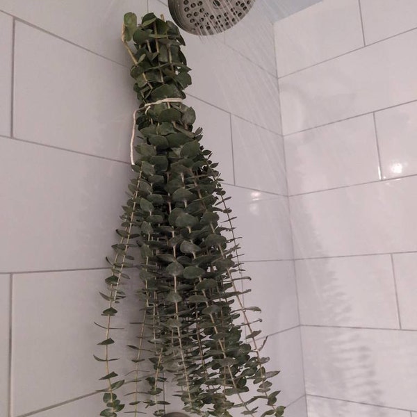 Fresh Eucalyptus Shower Bundle, Eucalyptus Shower Bundle, Indoor ...